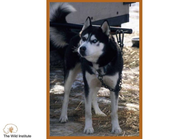 Chris heeter you girls out here all alone | PPTX | Zoos & Aquariums ...