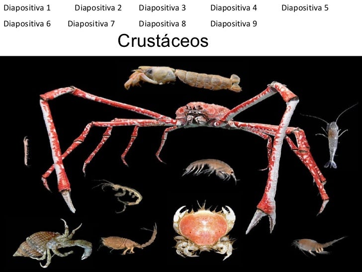 Crustaceos Ejemplos