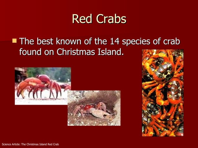 Christmas Island Crab Migration | PPT