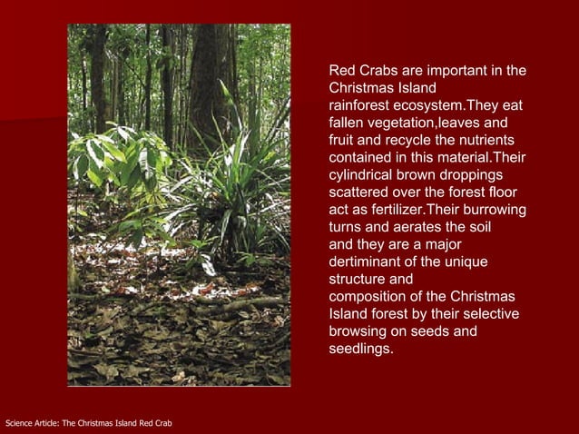 Christmas Island Crab Migration | PPT