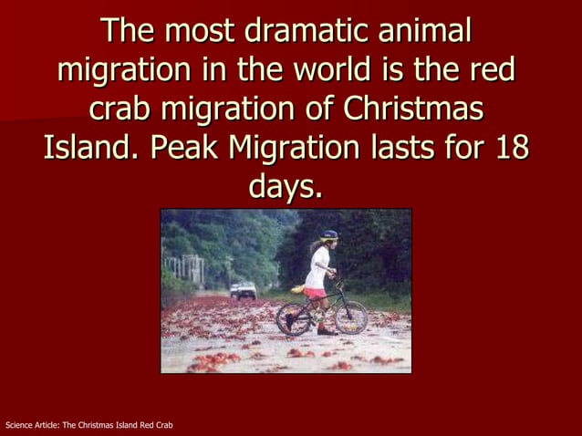 Christmas Island Crab Migration | PPT