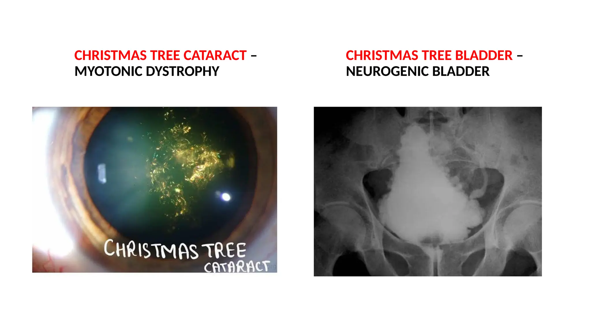 Christmas in connection with Medicine.pptx