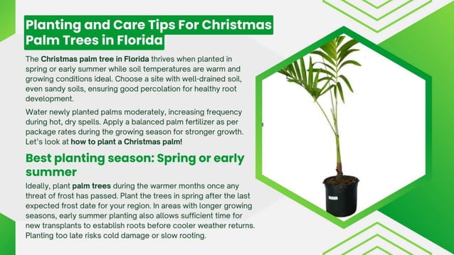 Christmas Palm Trees in Florida The Ultimate Guide to Festive ...