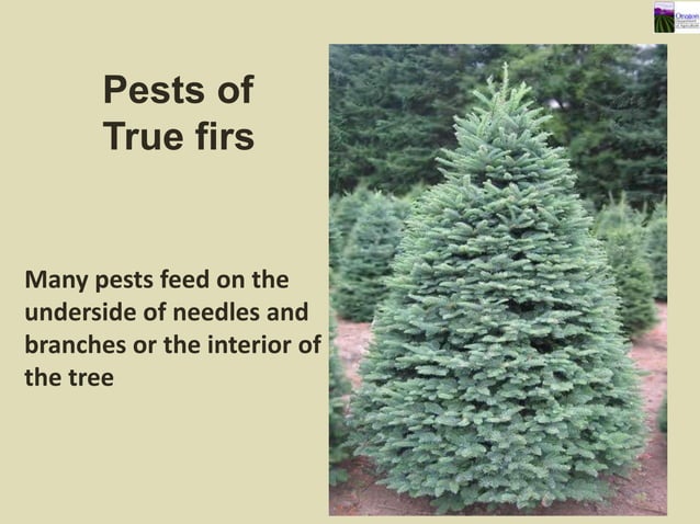Christmas tree pests 2013 | PPTX
