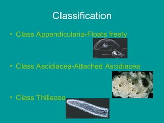 Tunicate | PPT