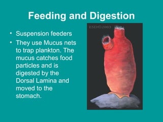 Tunicate | PPT