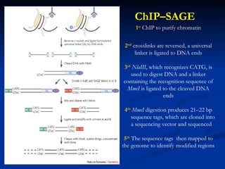 Chromatin | PPT