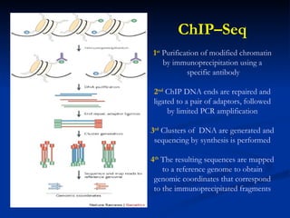 Chromatin | PPT