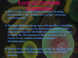 Chromatin | PPT