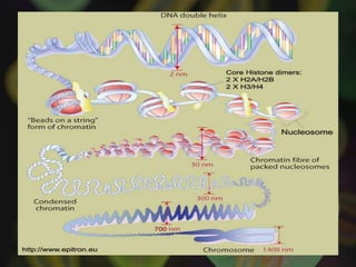 Chromatin | PPTX