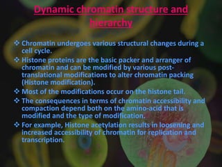 Chromatin | PPT