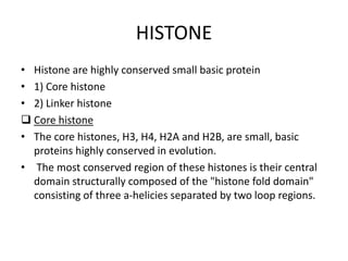 Chromatin, Organization macromolecule complex | PPT