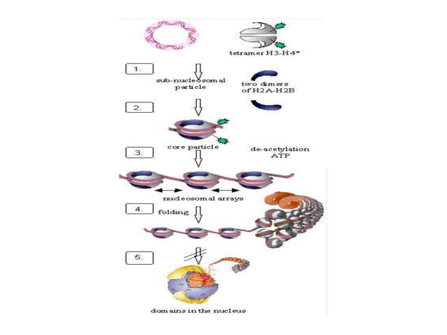 Chromatin, Organization macromolecule complex | PPT