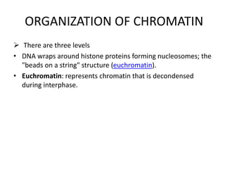Chromatin, Organization macromolecule complex | PPT