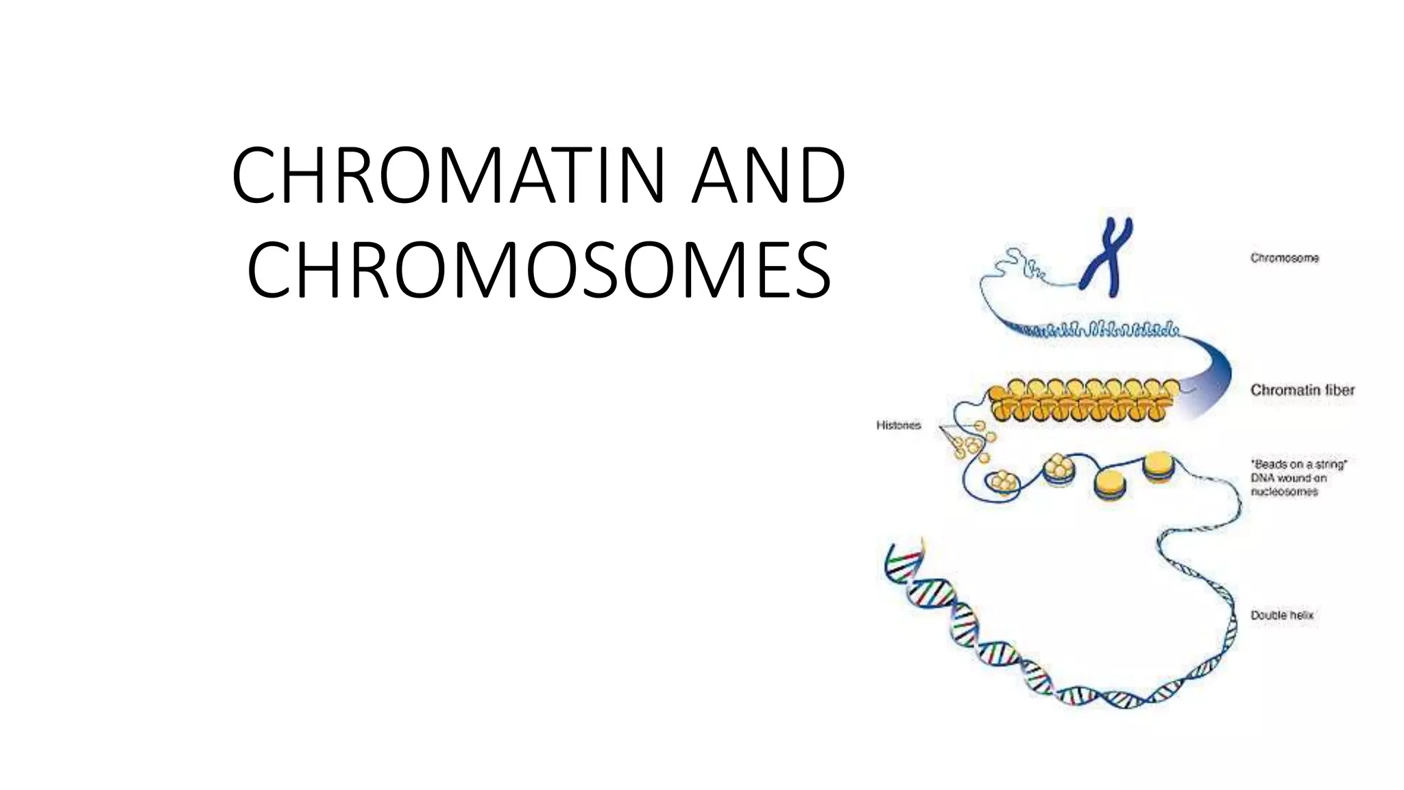 Chromatin and chromosomes | PPTX