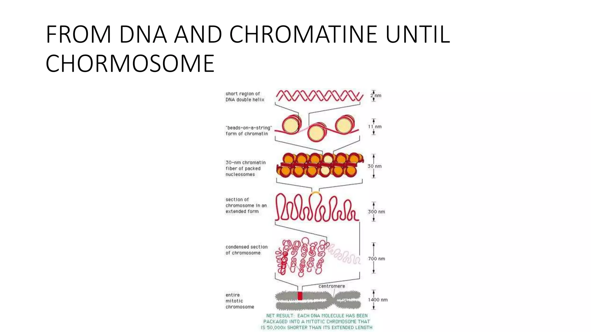 Chromatin and chromosomes | PPTX
