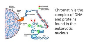 Chromatin and chromosomes | PPTX