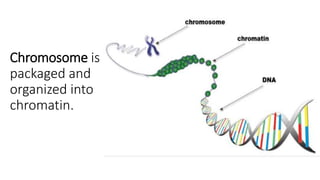 Chromatin and chromosomes | PPTX