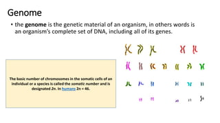 Chromatin and chromosomes | PPTX