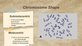 Overview on the Chromatin and Chromosome Structure.pdf