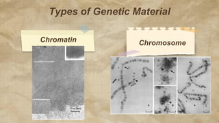 Overview on the Chromatin and Chromosome Structure.pdf