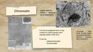 Overview on the Chromatin and Chromosome Structure.pdf