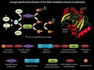 Chromatin Meeting | PPT