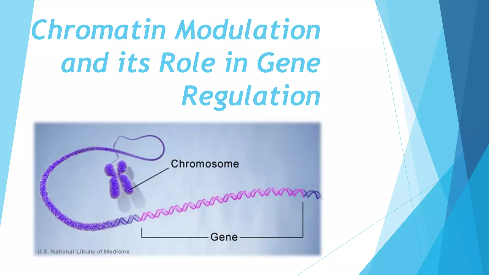 Chromatin Modulation And Role In Gene Regulation Pptx Genetics