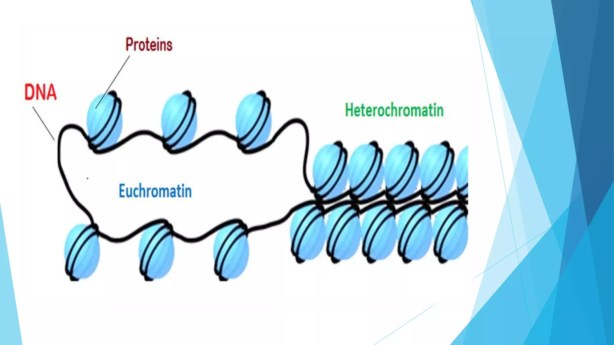 Chromatin Modulation And Role In Gene Regulation Pptx Genetics