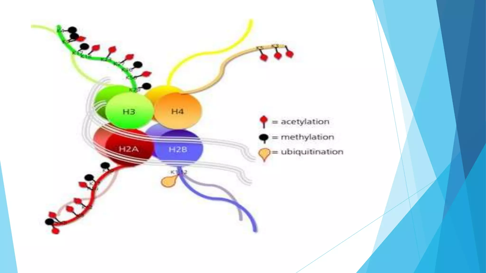 Chromatin Modulation And Role In Gene Regulation Pptx Genetics