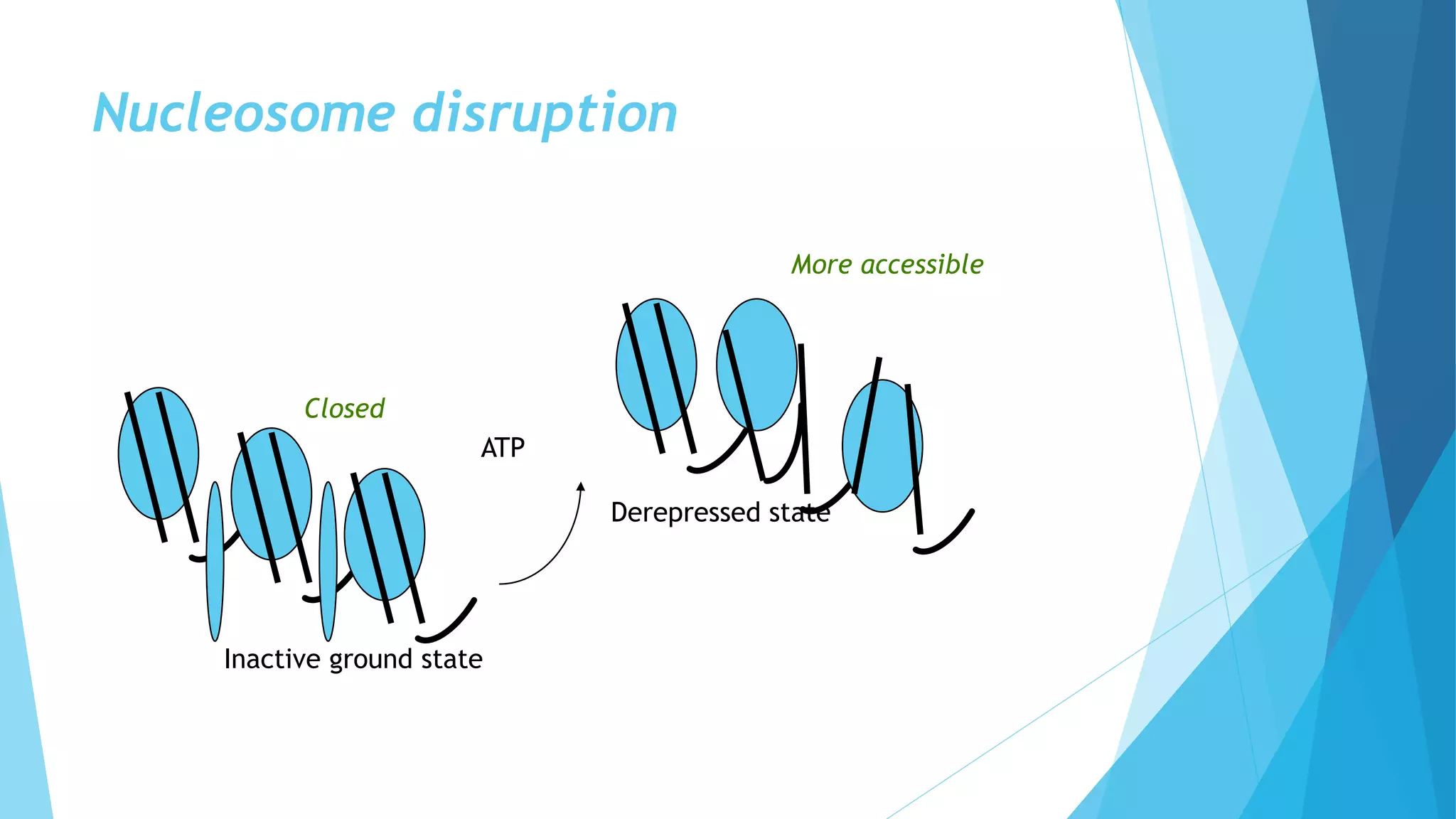 Chromatin Modulation And Role In Gene Regulation Pptx Genetics