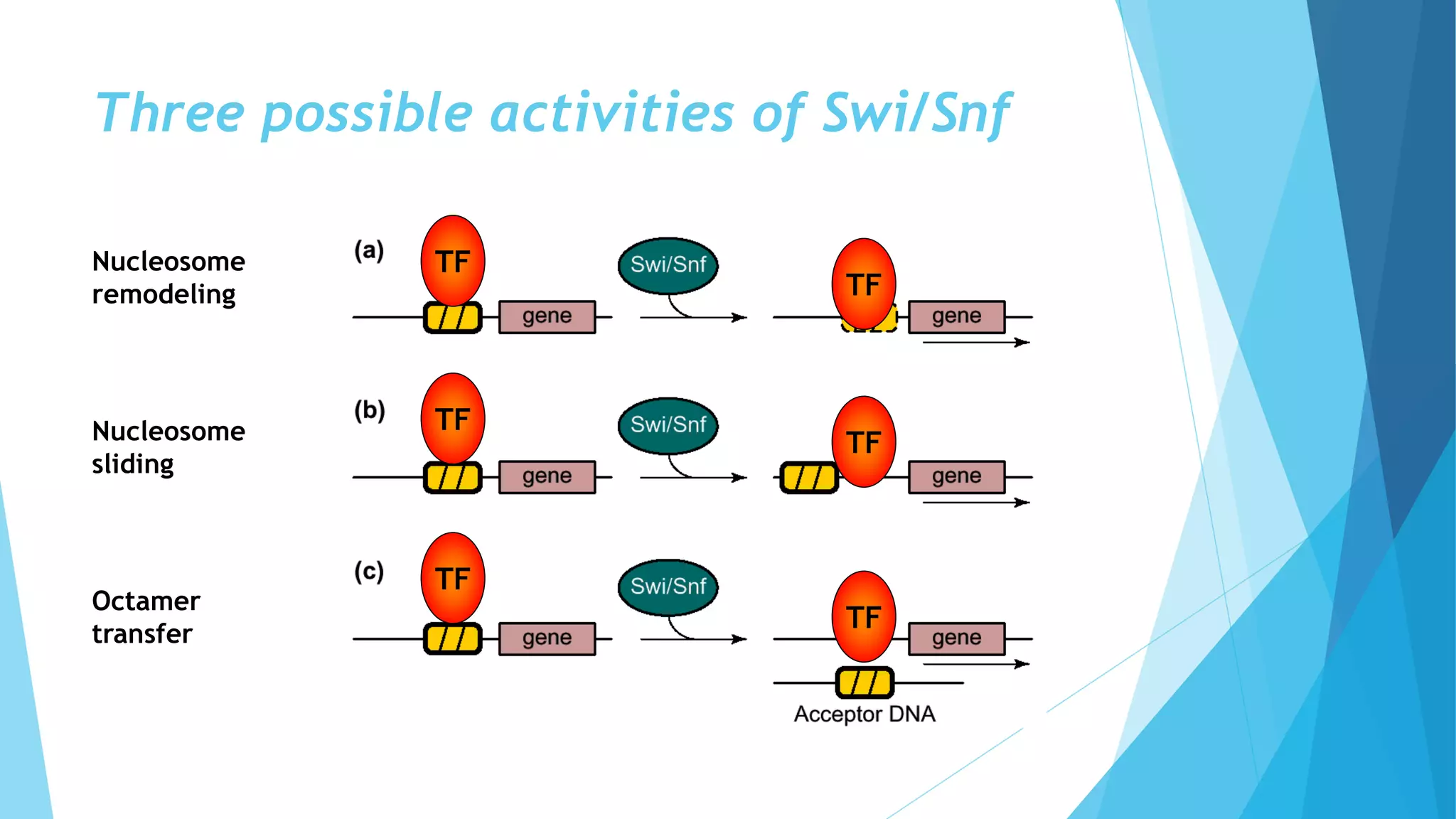 Chromatin Modulation And Role In Gene Regulation Pptx Genetics