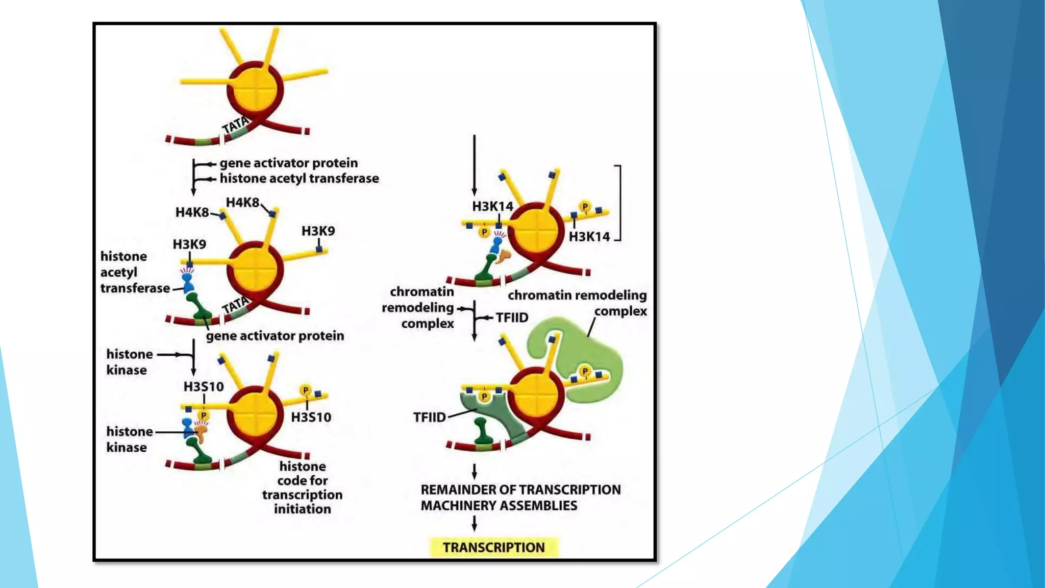 Chromatin Modulation And Role In Gene Regulation Pptx Genetics