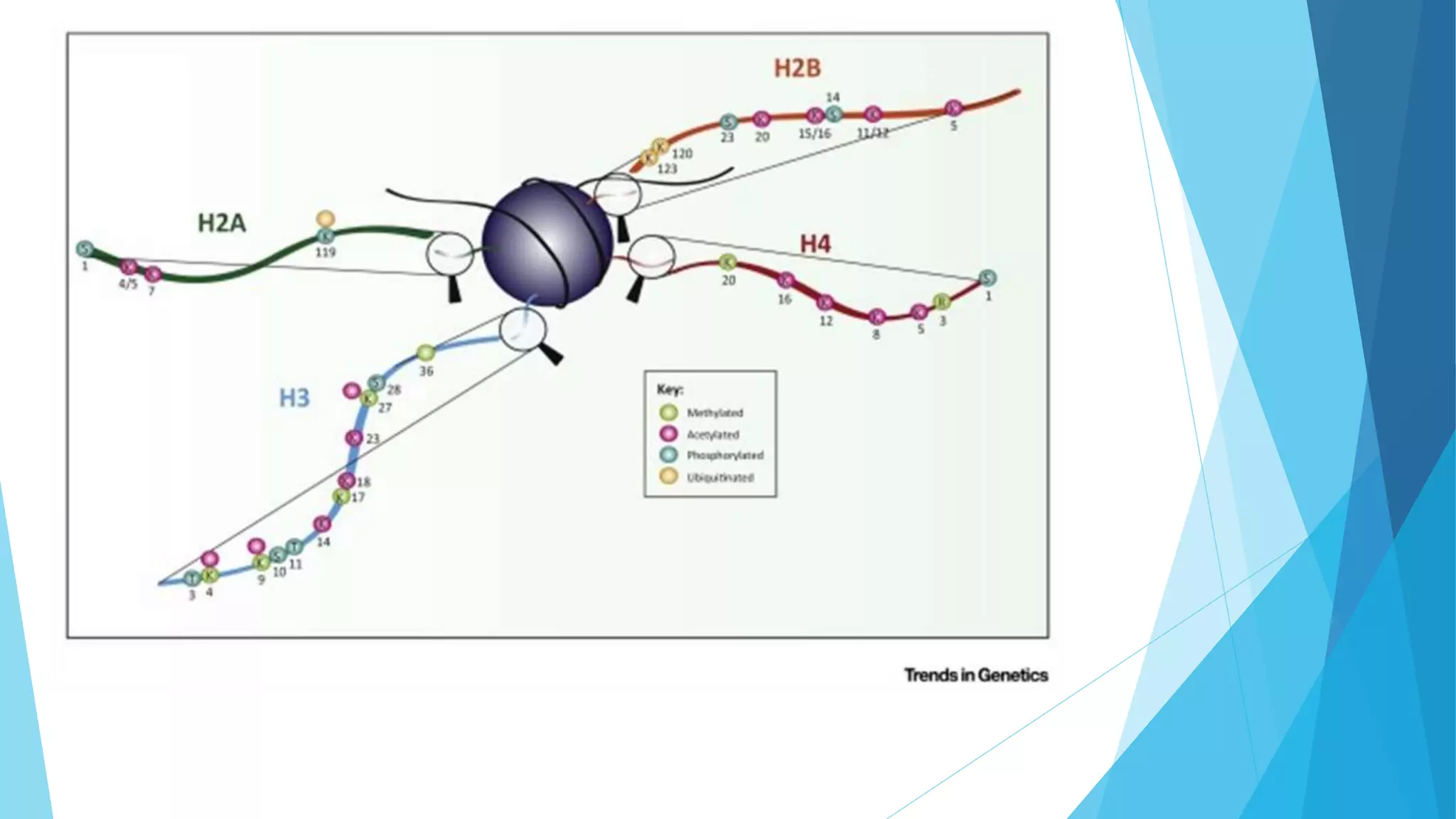 Chromatin Modulation And Role In Gene Regulation Pptx Genetics