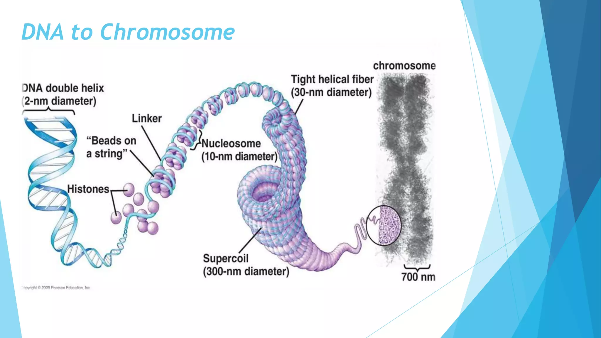 Chromatin Modulation And Role In Gene Regulation Pptx Genetics