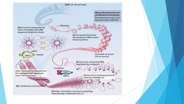 Chromatin Modulation And Role In Gene Regulation Pptx Genetics