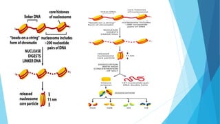 Chromatin modulation and role in gene regulation | PPTX