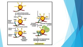 Chromatin modulation and role in gene regulation | PPTX