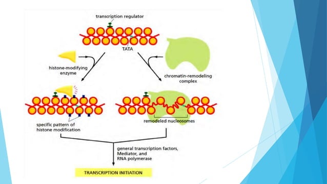 Chromatin Modulation And Role In Gene Regulation Pptx Genetics