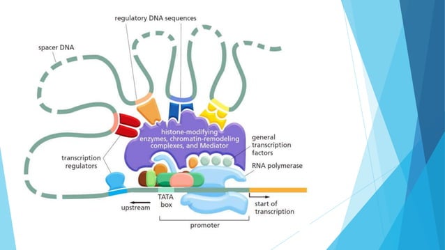 Chromatin Modulation And Role In Gene Regulation Pptx Genetics