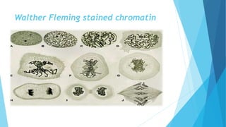 Chromatin modulation and role in gene regulation | PPTX