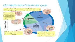 Chromatin modulation and role in gene regulation | PPTX