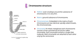 Chromatin organization and chromosome structure (2).pptx