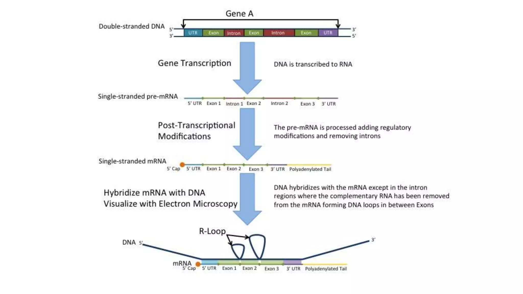 LncRNA and chromatin regulation | PPT
