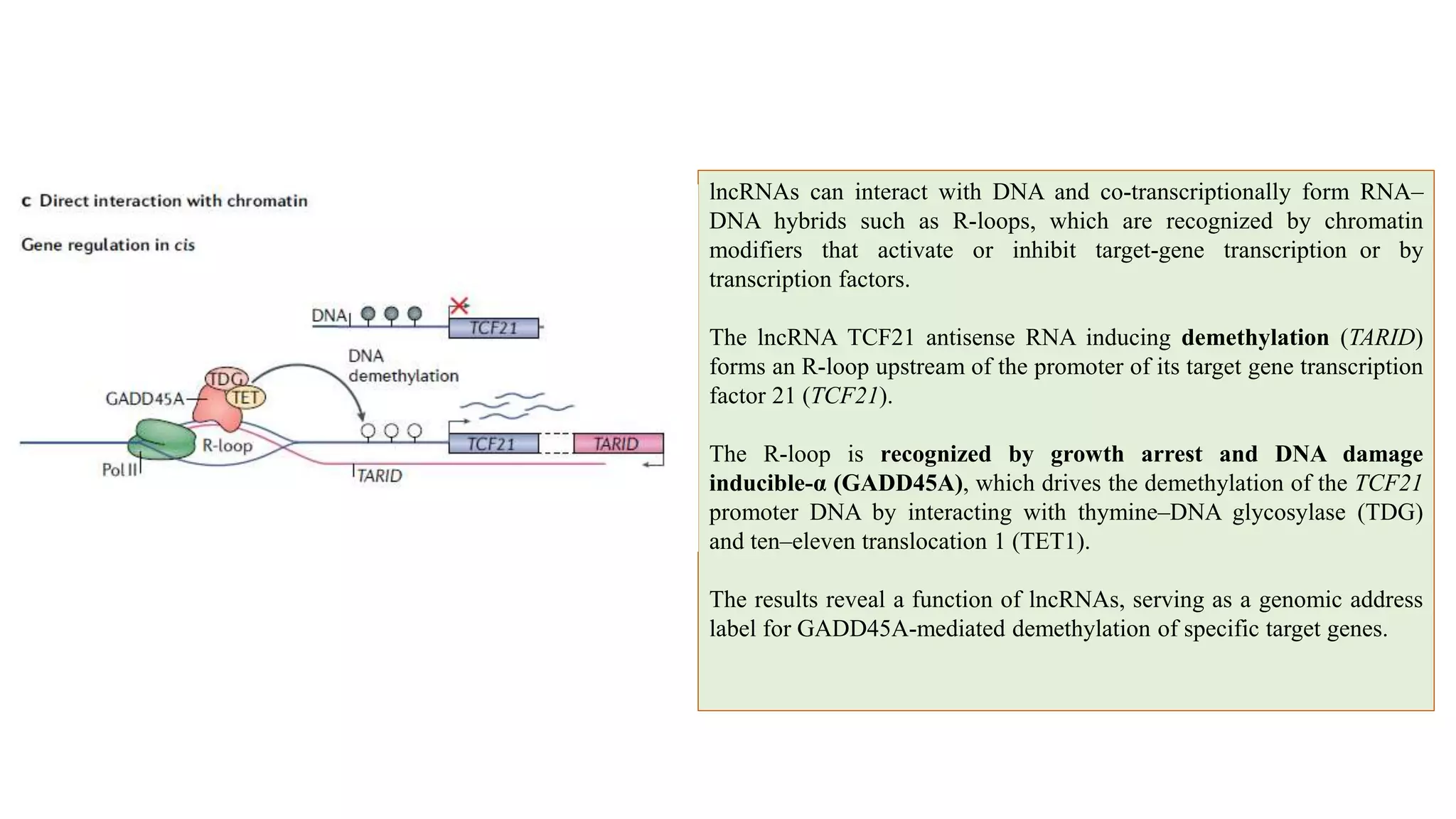 LncRNA and chromatin regulation | PPT