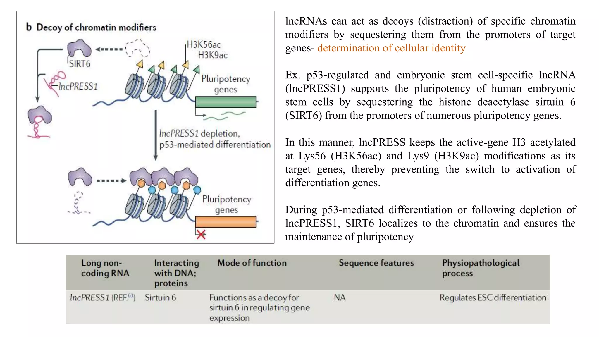 LncRNA and chromatin regulation | PPT