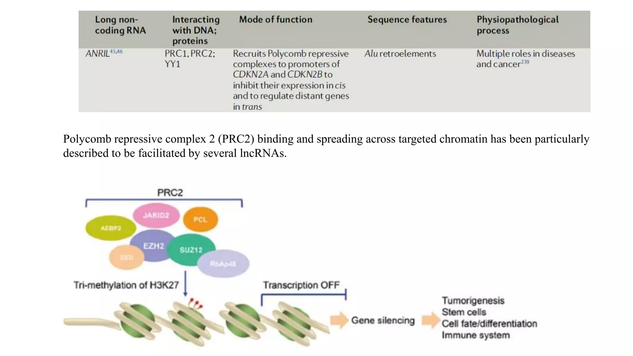 LncRNA and chromatin regulation | PPT