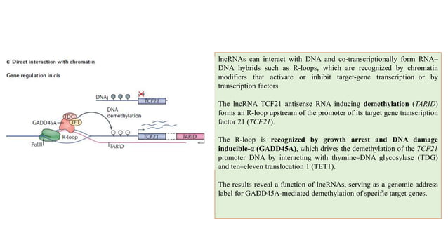 LncRNA and chromatin regulation | PPT