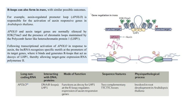 LncRNA and chromatin regulation | PPT