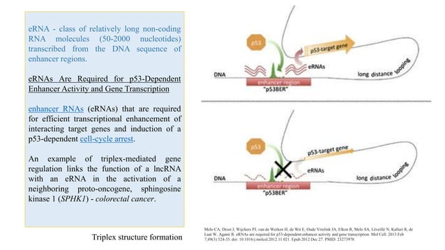 LncRNA and chromatin regulation | PPT
